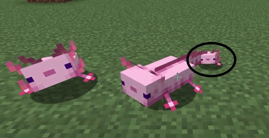 Minecraft - Dónde encontrar y cómo capturar ajolotes en el juego ...